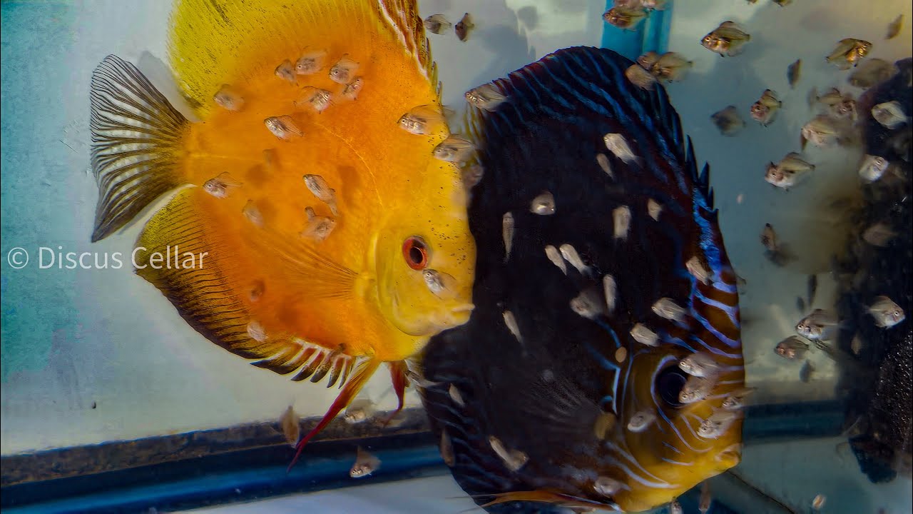 Stendker Fire Red/German Wonder Discus cross two week old fry. - YouTube