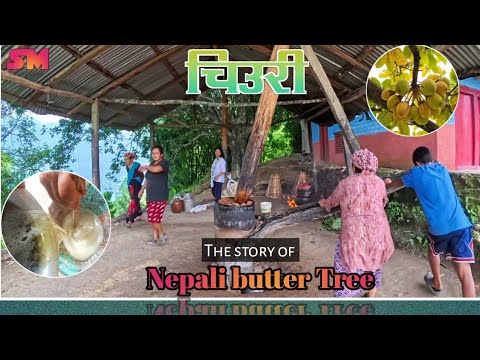 चिउरी (Nepali butter tree ) - YouTube