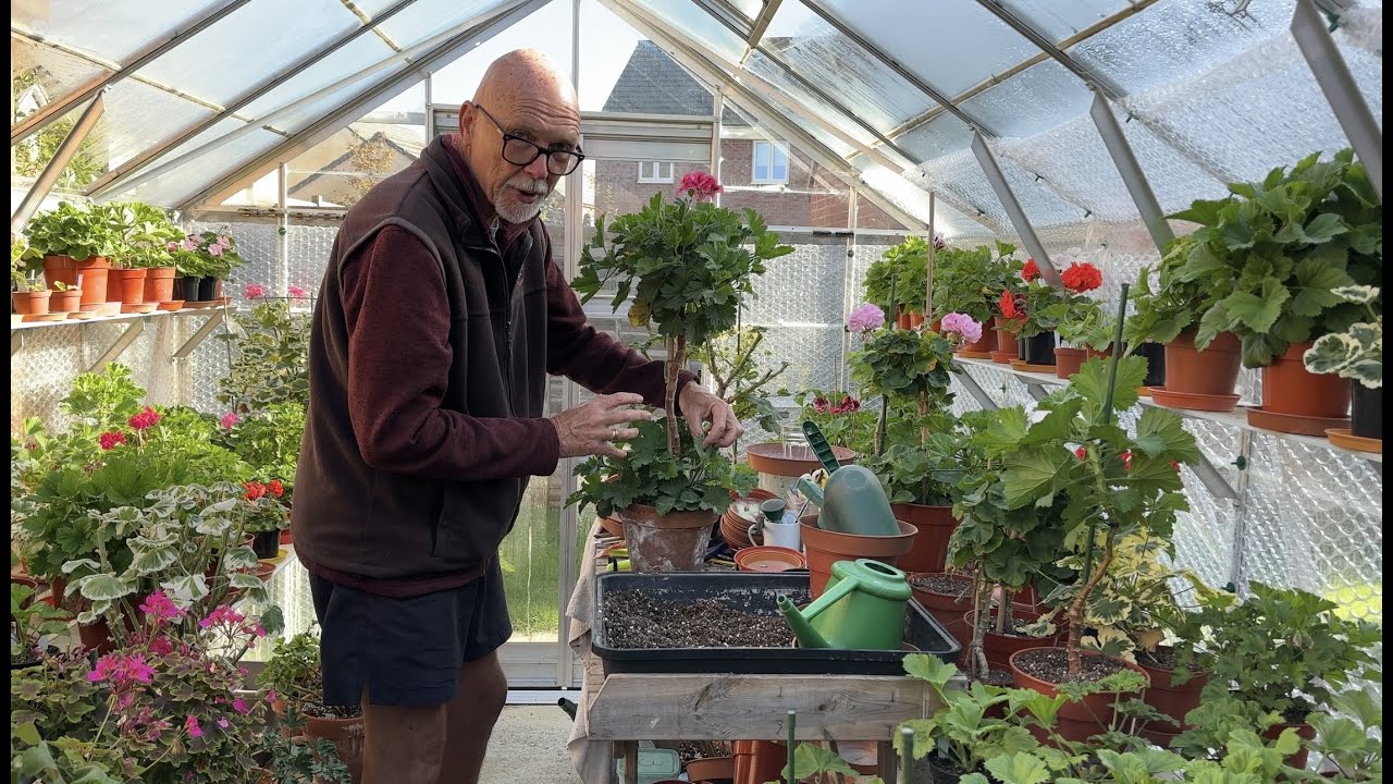 Over Wintering Tips - Trimming Larger Plants, Pulling up Root Cuttings ...