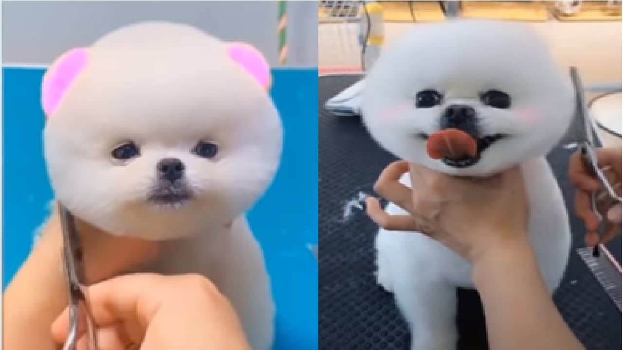 Cute Puppies I cute smart and Funny Dogs Combination - YouTube