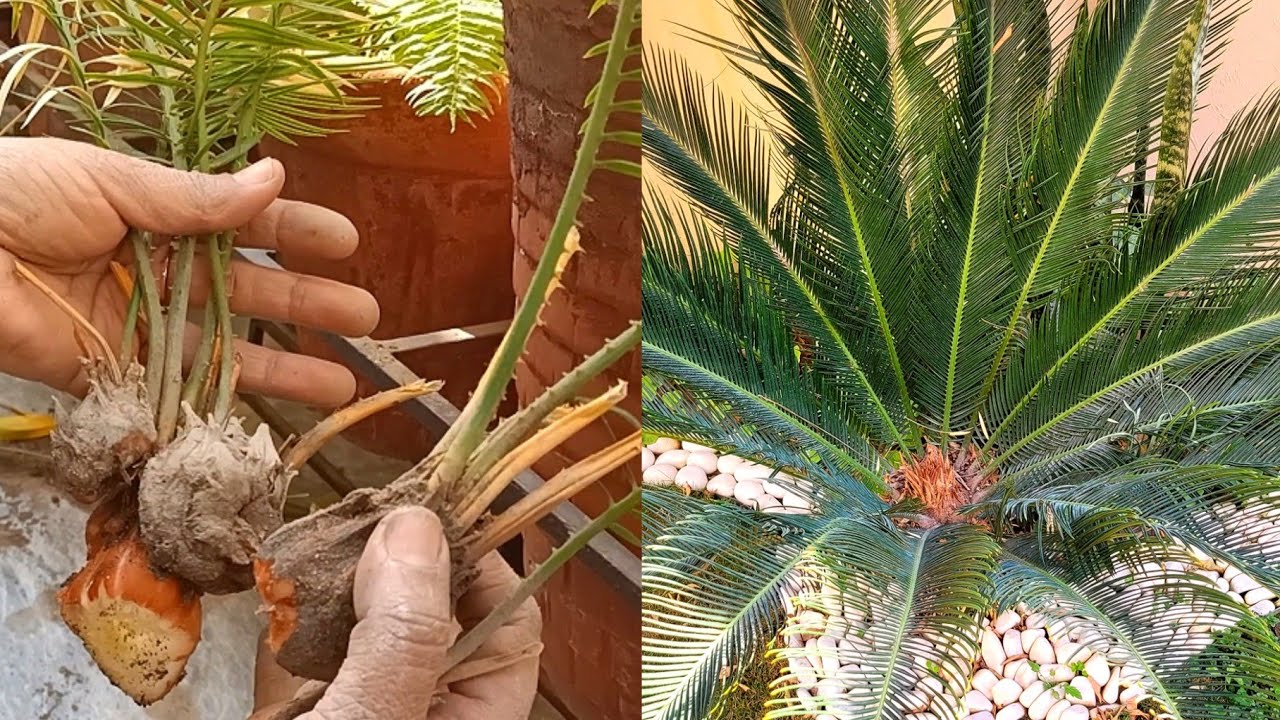 Kangi Palm Propagation & Care | Sago/ Cycas Palm Care | Kangi Palm Care ...