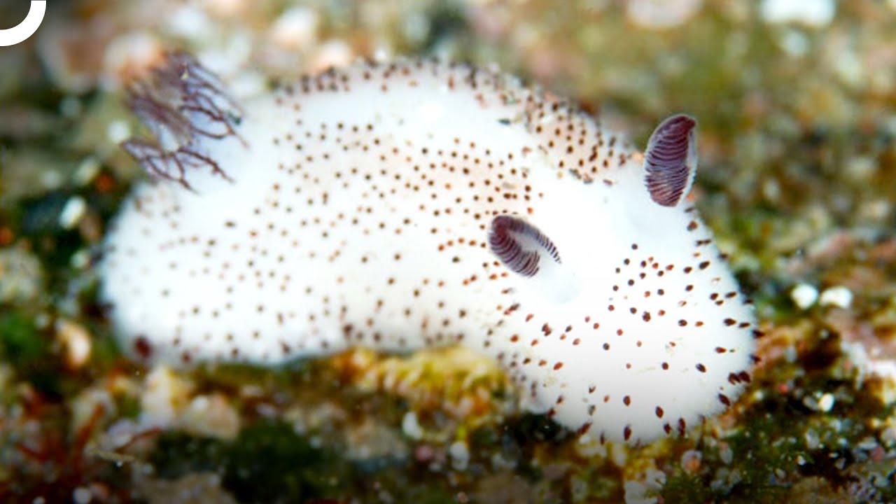 These Strange Slugs Are The Bunnies Of The Sea Youtube