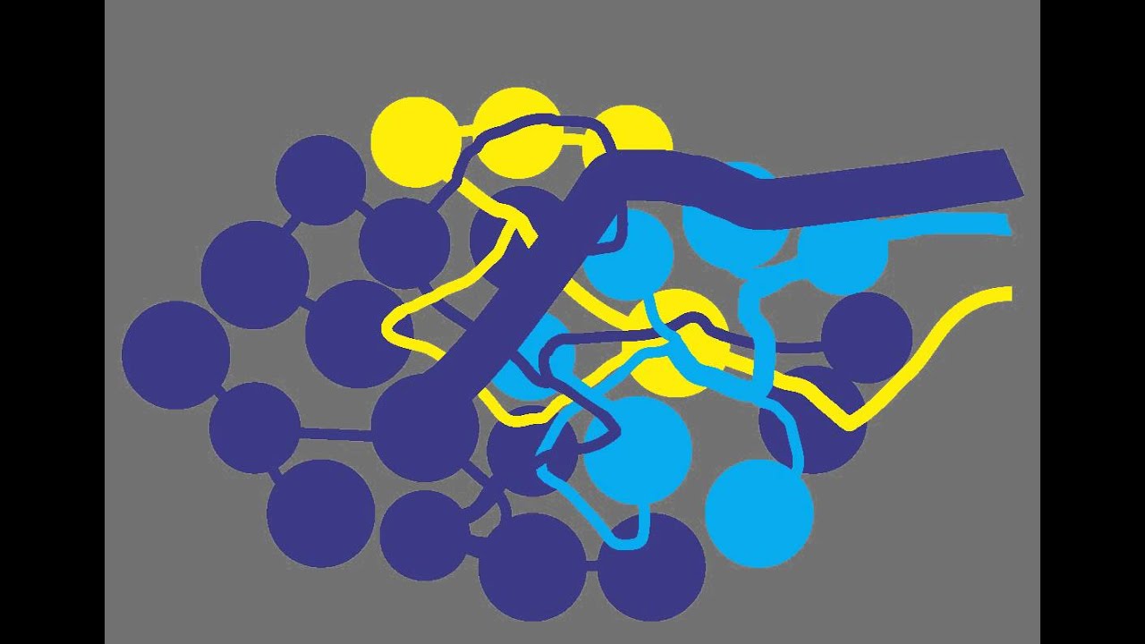 Simulation showing synaptic rearrangement at a single neuromuscular ...