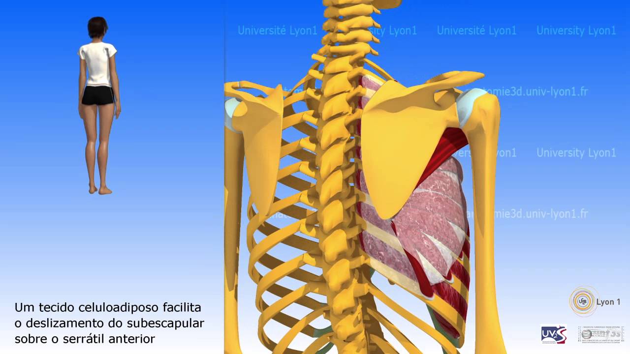 Articula o Escapulotor cica Ou Articula o Escapulosserratotor cica articula-o-escapulotor-cica-ou-articula-o-escapulosserratotor-cica
