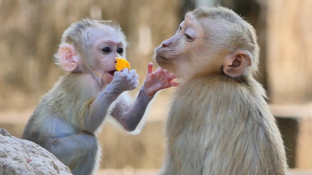 Adorable sister Amanda teaching baby Lucy how to eat mango, 4 weeks old ...