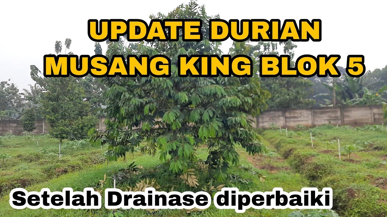 Update Durian Musang King MMU Farm Blok 5 - YouTube