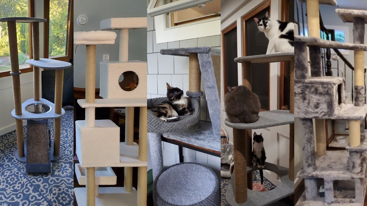 Catification of Home: a HUGE Success! (cats own the house) - YouTube