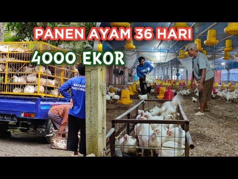 36 Hari Panen 4000 Ekor Ayam Super Bahenol