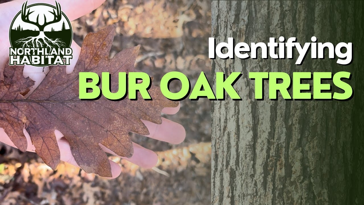 Forestry Fridays : Identifying Bur Oaks for Wildlife Enthusiasts -Wildlife Conservation Tips ...