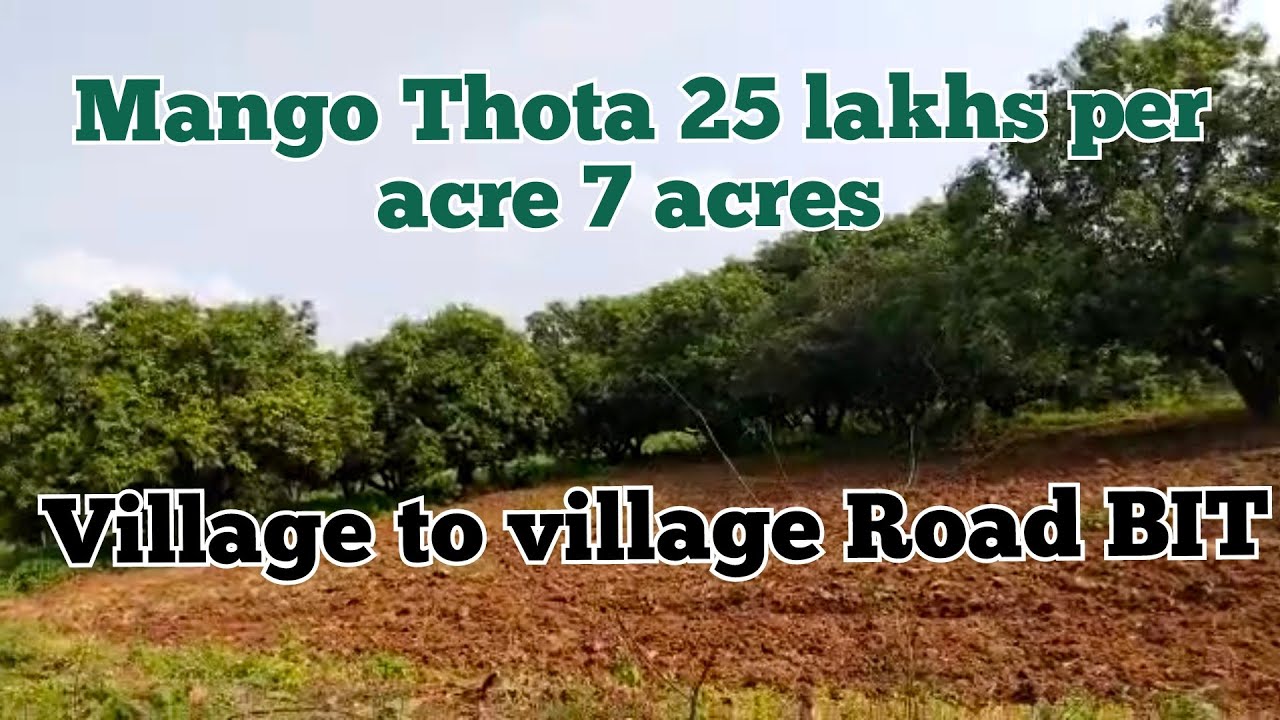 Mango Thota 25 lakhs per acre 109 kms Hyderabad 7 acres - YouTube