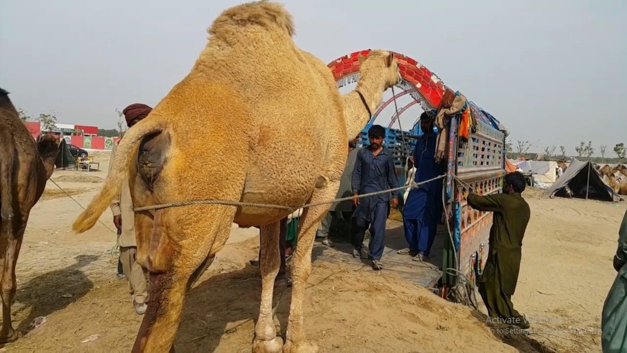 TWO MEN VS POWERFUL CAMEL - YouTube