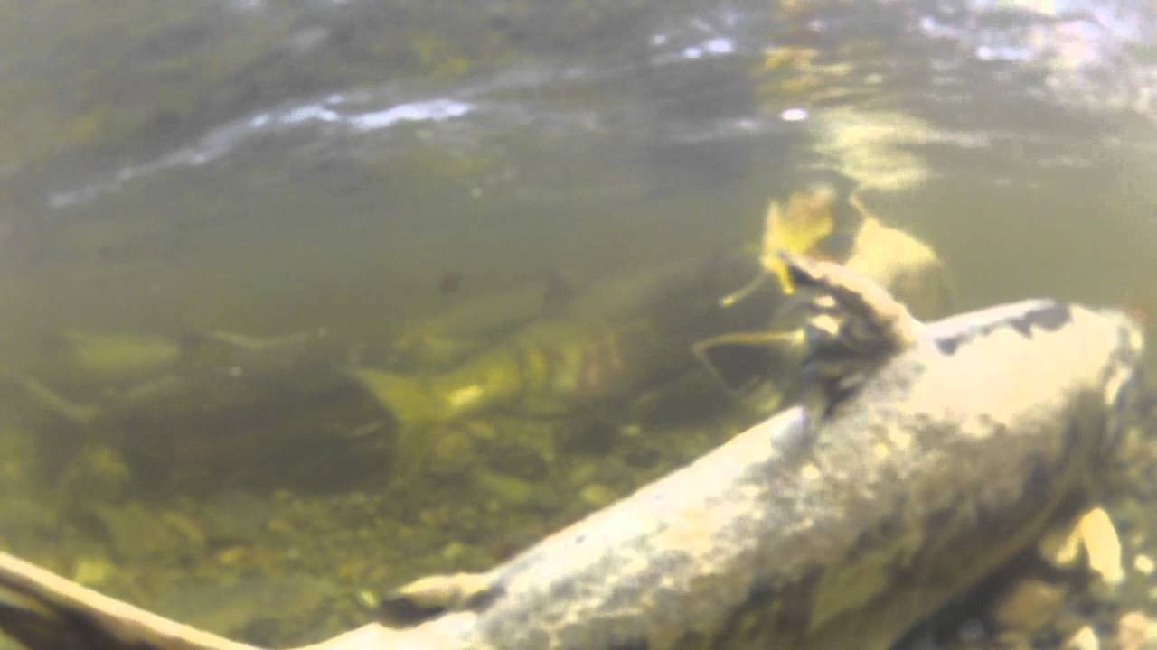 Salmon in the Goldstream River - Circuit by Doug Galbraith - YouTube