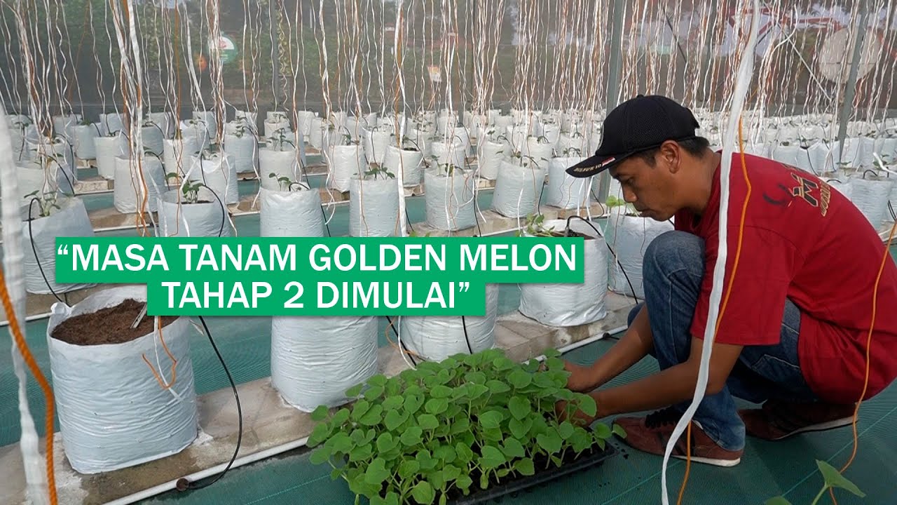 MASA TANAM TAHAP 2 GOLDEN MELON DIMULAI - YouTube