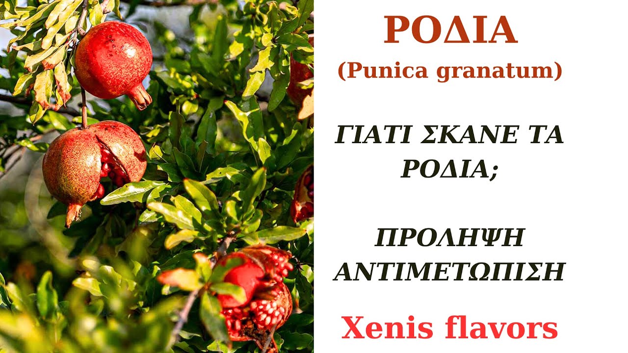 Ροδιά:Σκάσιμο Καρπων!! 5 Λόγοι, Πρόληψη κ Αντιμετωπιση!!Xenis flavors ...