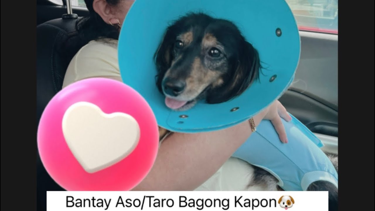 Bantay Aso/Taro Bagong Kapon🐶naglambing sya ️#encesjapanfamily # ...