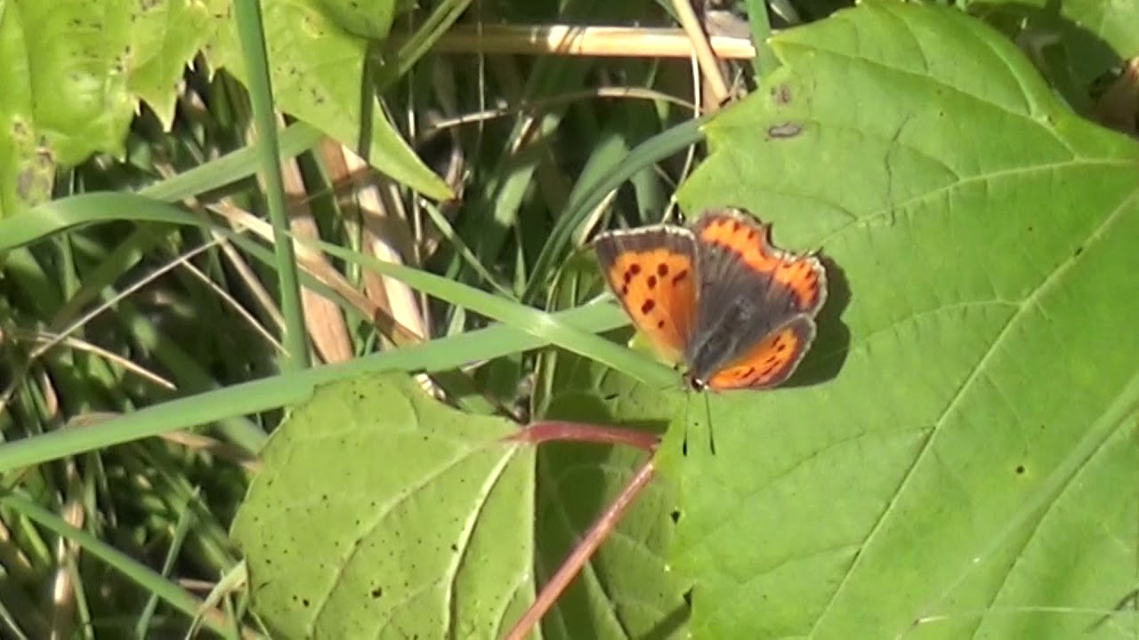 Papillons communs en octobre - YouTube