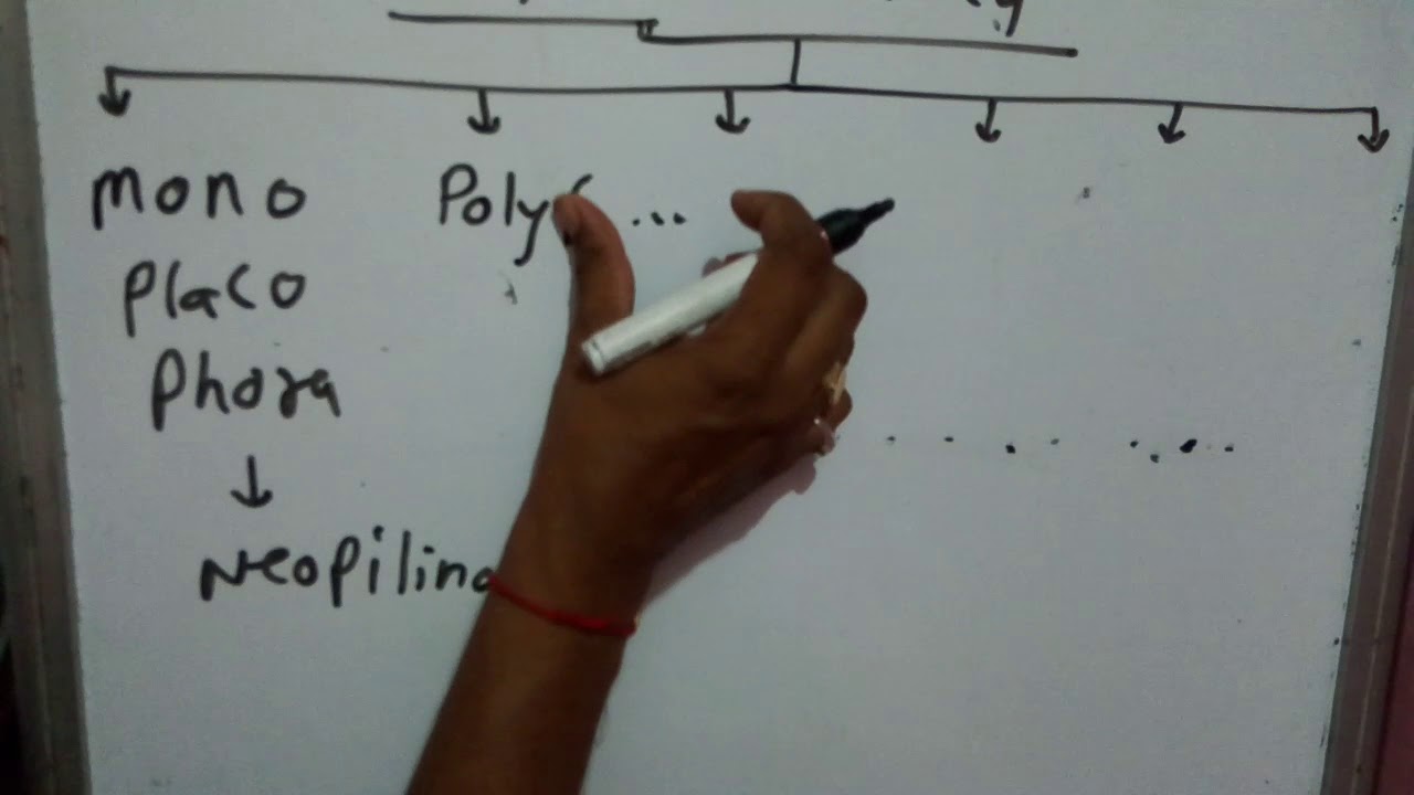 Phylum -mollusca,cephalopoda,Gastropoda,palycepoda,monoplacophora ...