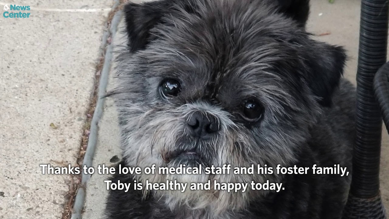 Toby Gets a New Life - YouTube
