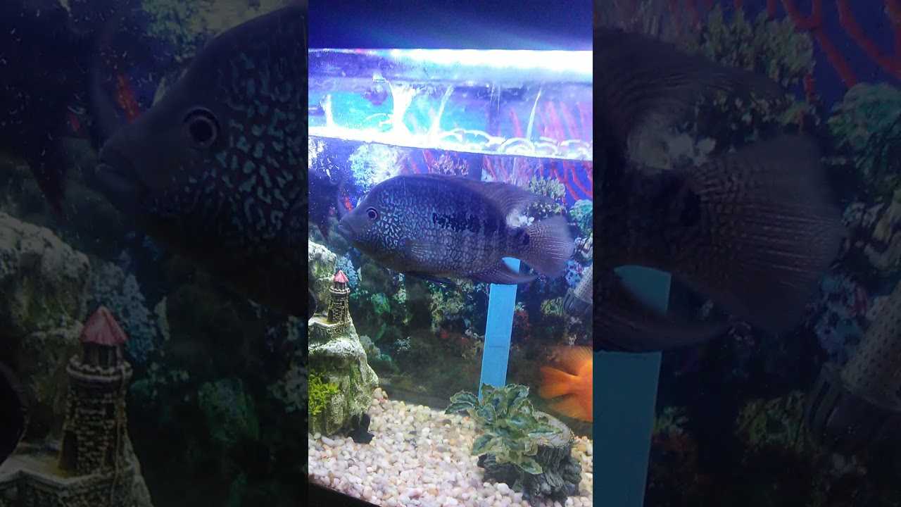 Master piece Electric Blue Texas Cichlid - YouTube