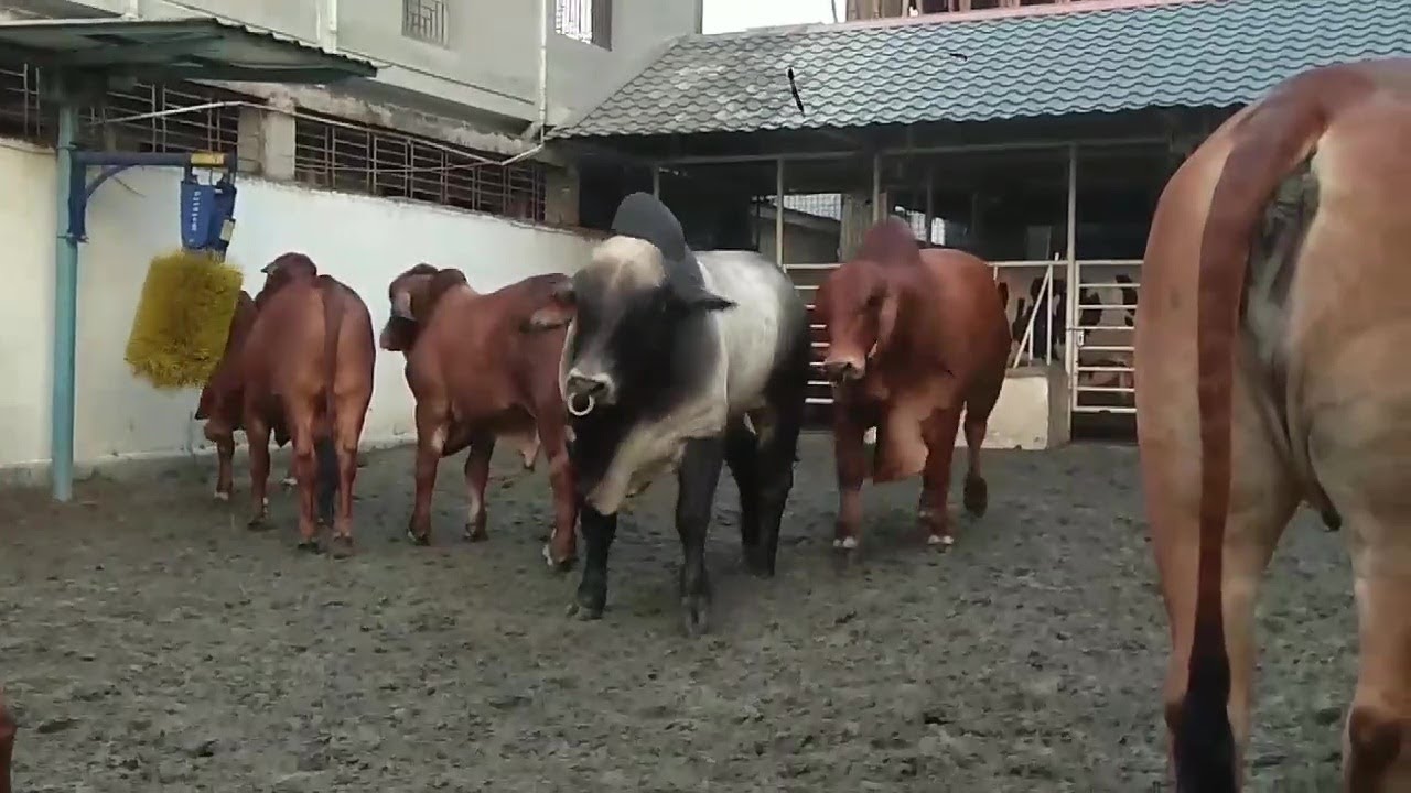 বাংলাদেশের ব্রাহমান গরুর মেলা আর খেলা - Brahman Bull Playing In ...