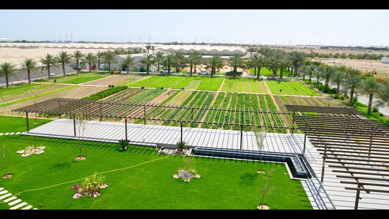 Al Waha farm | مزرعة الواحة - YouTube