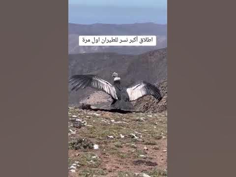 عملية اطلاق أكبر نسر لأول طيران له - YouTube