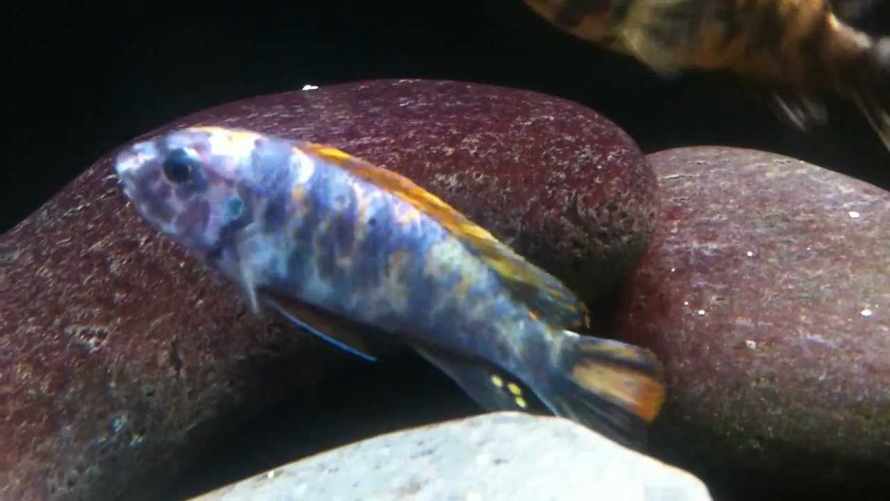 Labeotropheus Trewavasae "Thumbi West" Mcat and Ob Female - YouTube