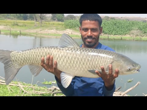 Amazing Fishing 🎣 Big Size grass carp Fish catching 😯😯 #youtubevideo # ...