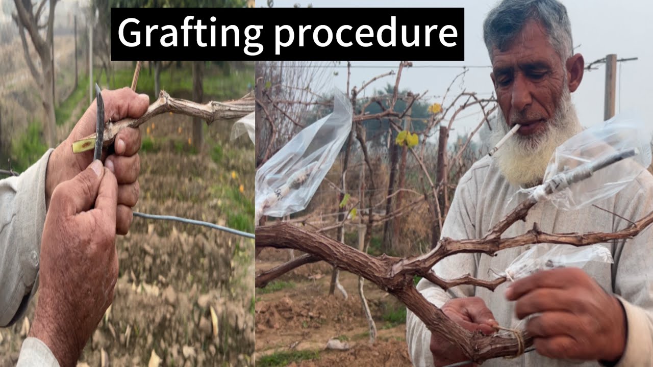 Grafting easy technique step by step process - YouTube