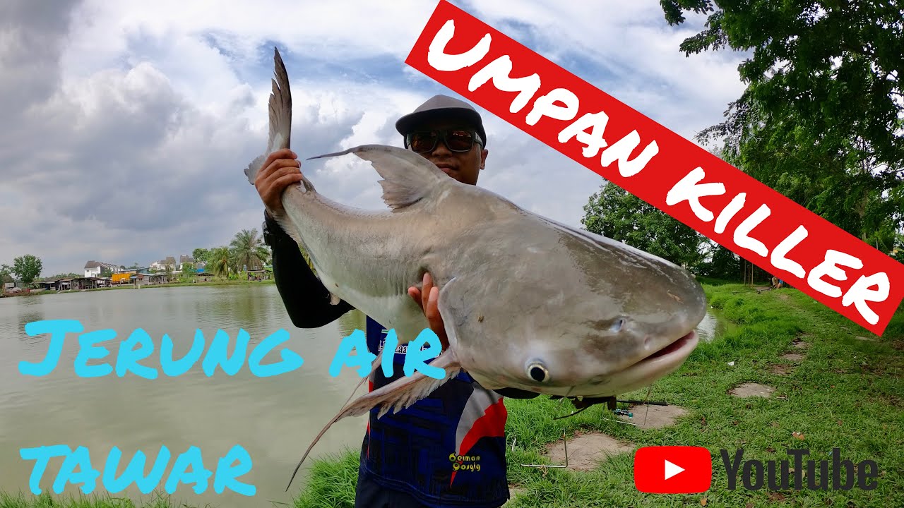Umpan Killer Patin Chaophraya Turbo - YouTube