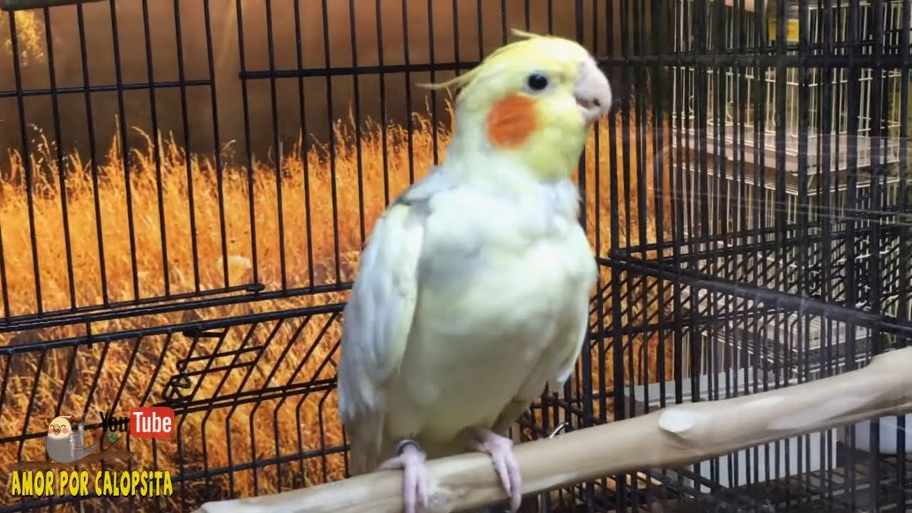 Calopsita Macho Aprendendo a Cantar - YouTube