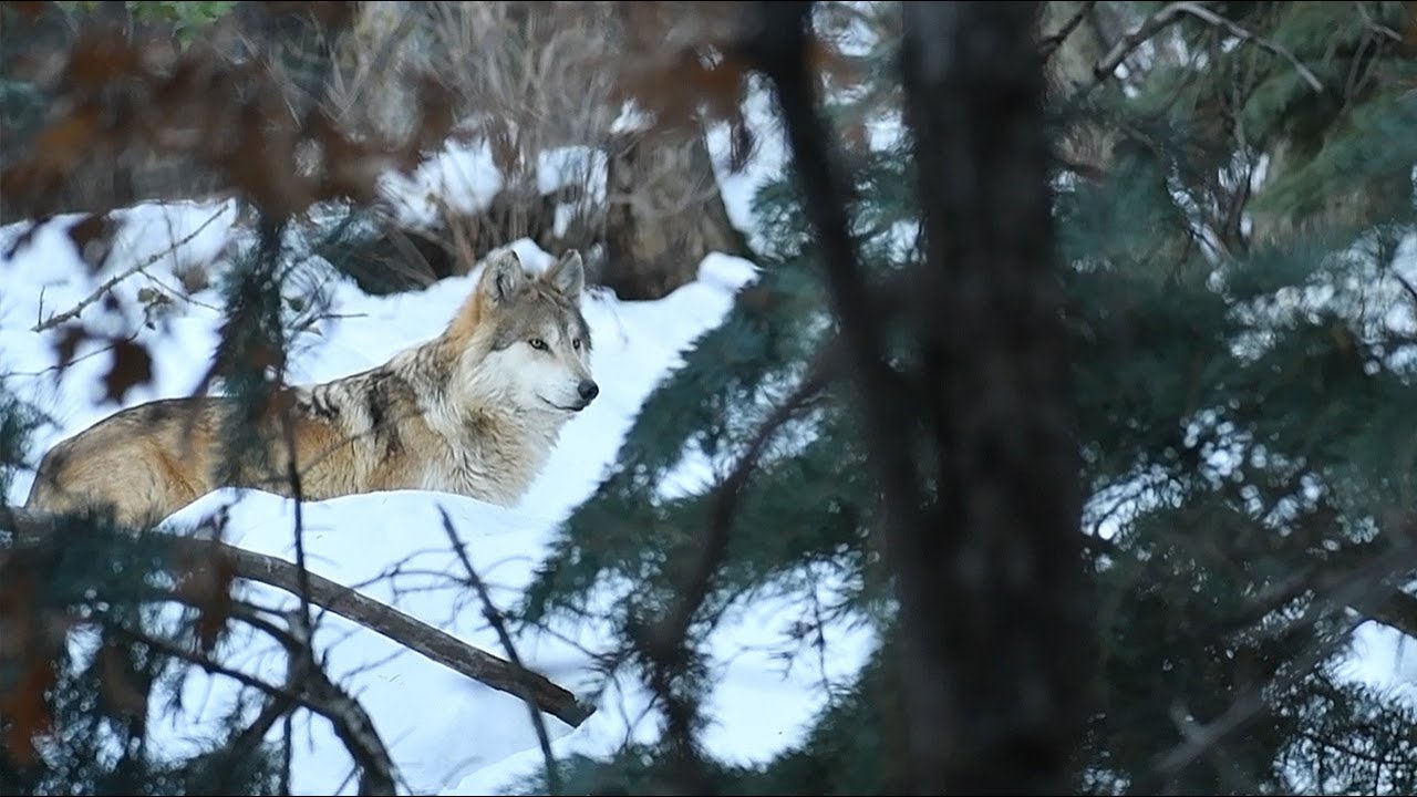 It’s the Howl-iday Season with the CMZoo Wolf Pack! - YouTube