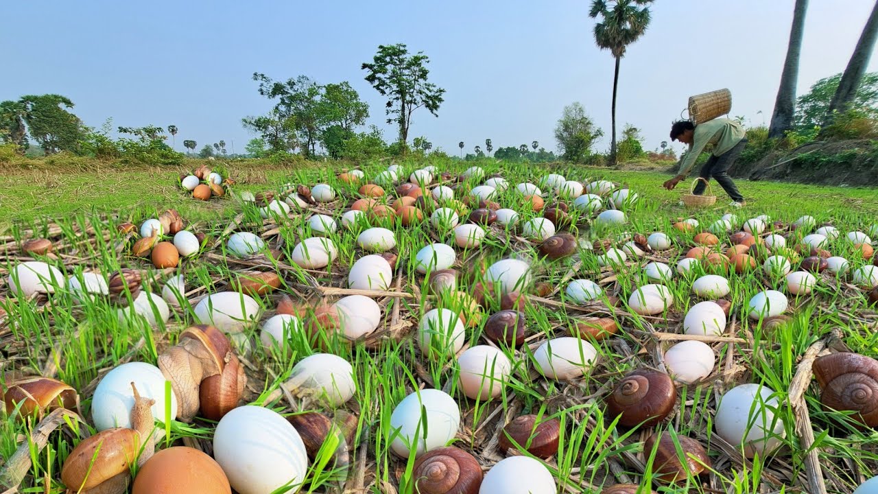 BEST UNIQUE! pick lots of eggs and snail at field the pick by best hand ...