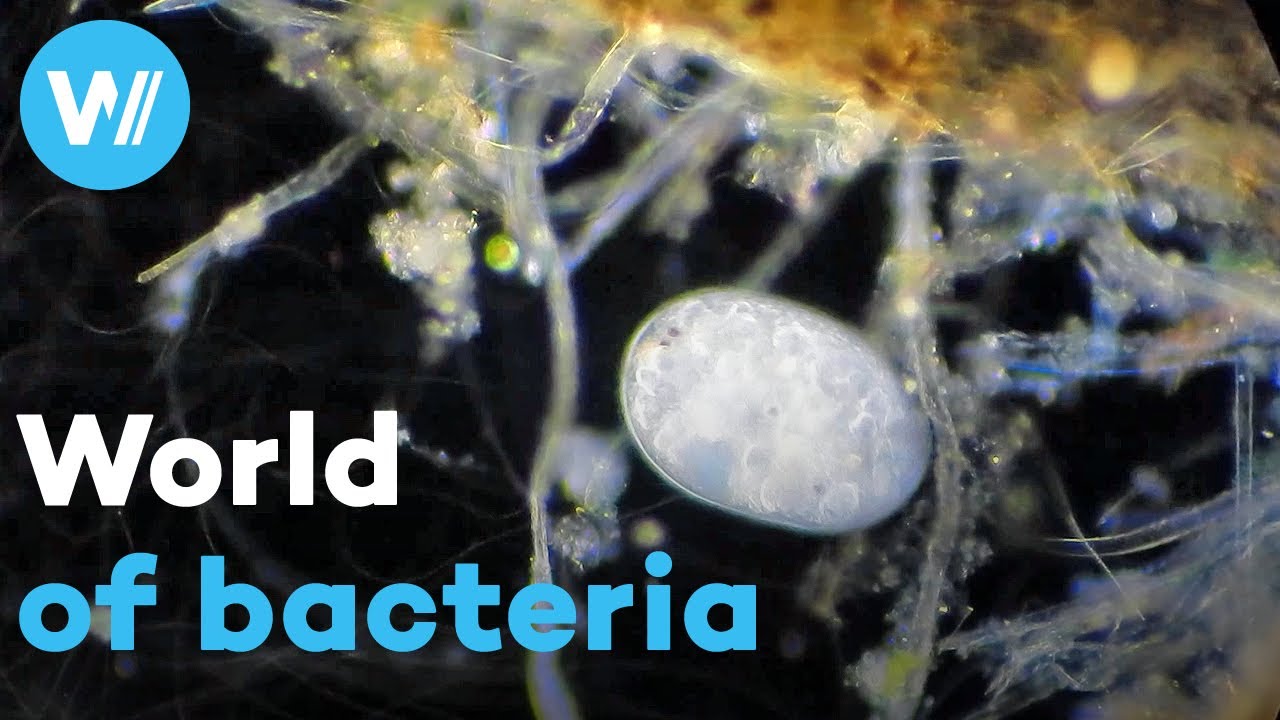 Microbes are everywhere — and they are essential to all life forms on ...