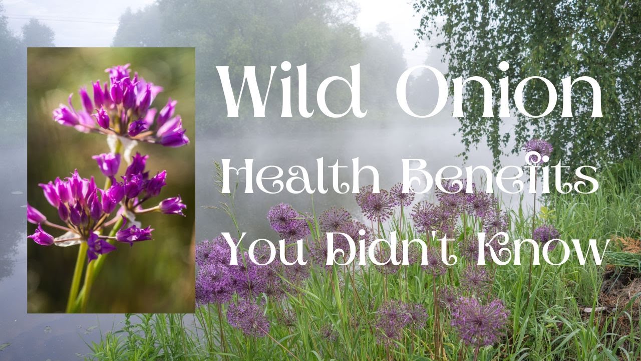 Wild Onion Health Benefits You Didn't Know/ Take Charge of Your Health ...