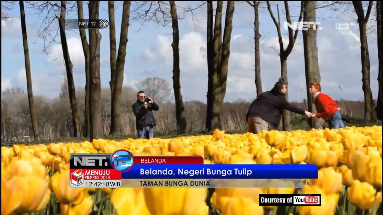 Padang bunga cantik di dunia - NET12 - YouTube