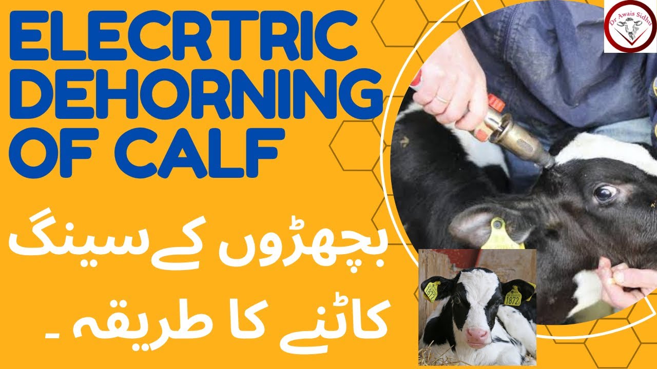Electric Dehorning of calves || Dehorning of calves || Disbudding of ...
