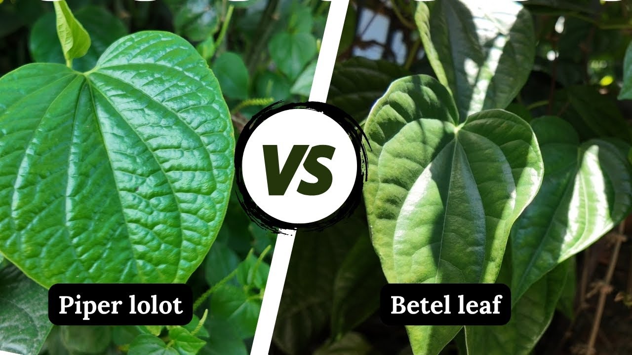 Betel Leaf vs. Piper Lolot: What’s the Real Difference? - YouTube