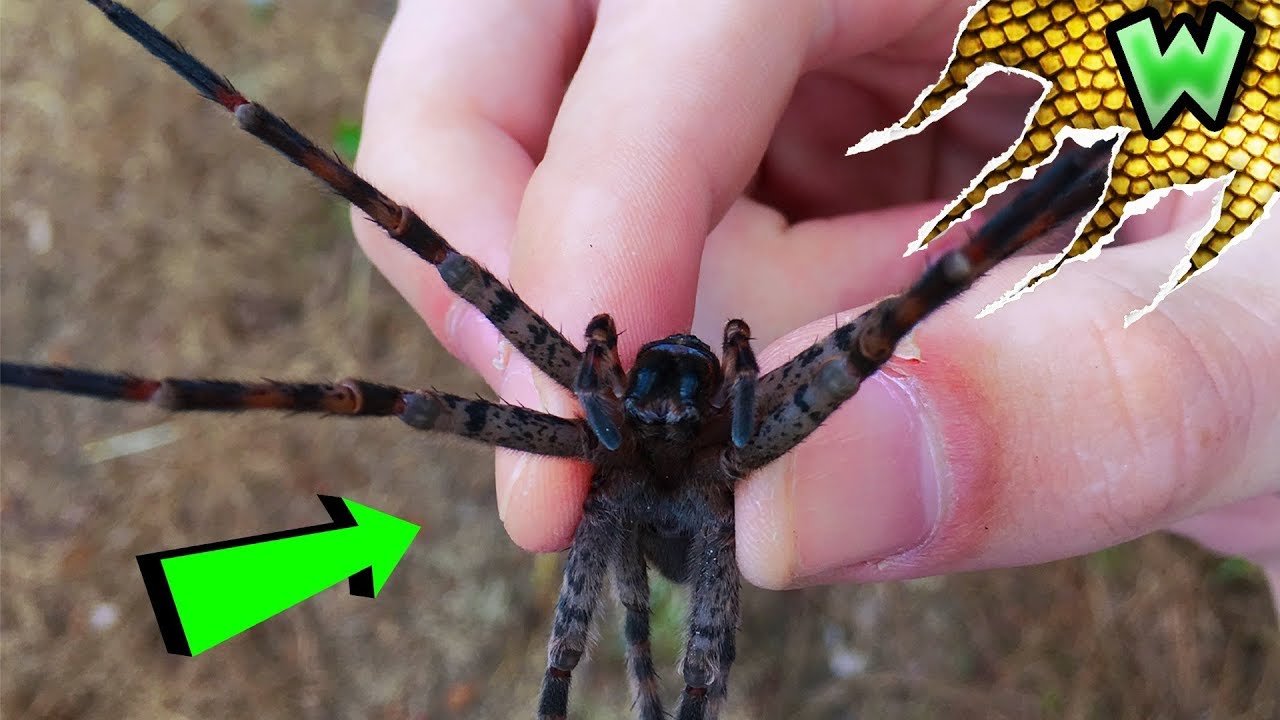 How to Catch Spiders WITH YOUR BARE HANDS!! - YouTube
