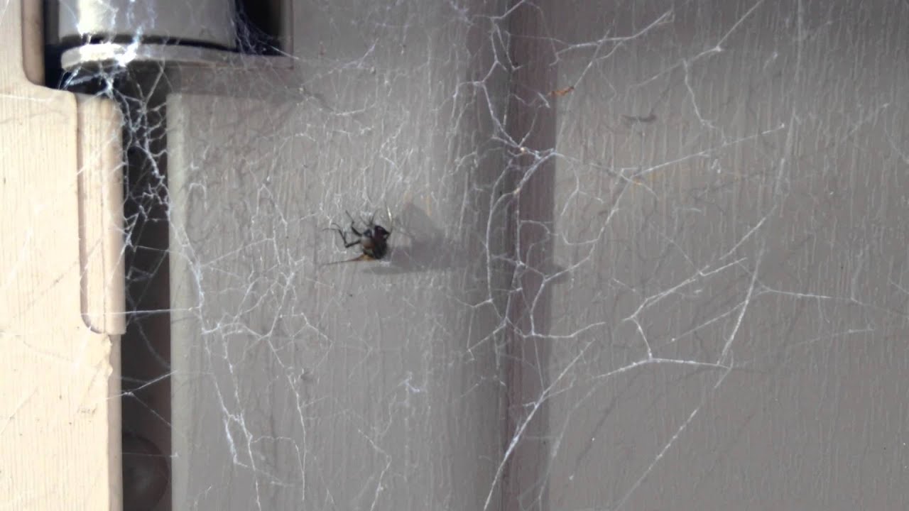 Spider vs Fly, it quickly catches fly stuck in it web - YouTube