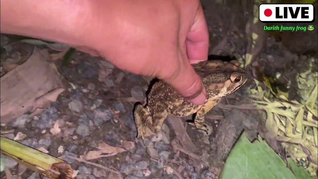 Boing Boing Ting Ting frogs for fun | Toad funny | Froggy funny | Frog jumping for fun | part 73 ...