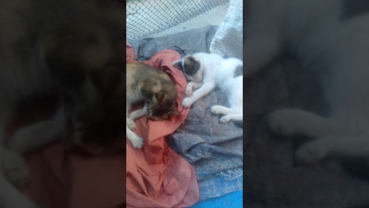 Jjjhhhh...pemalas - YouTube