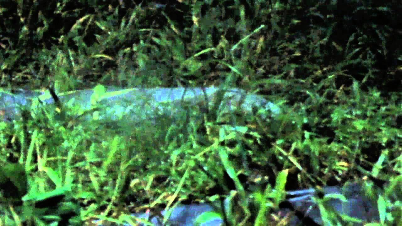 muchalinda naga dharanaya - @ dunumala - YouTube