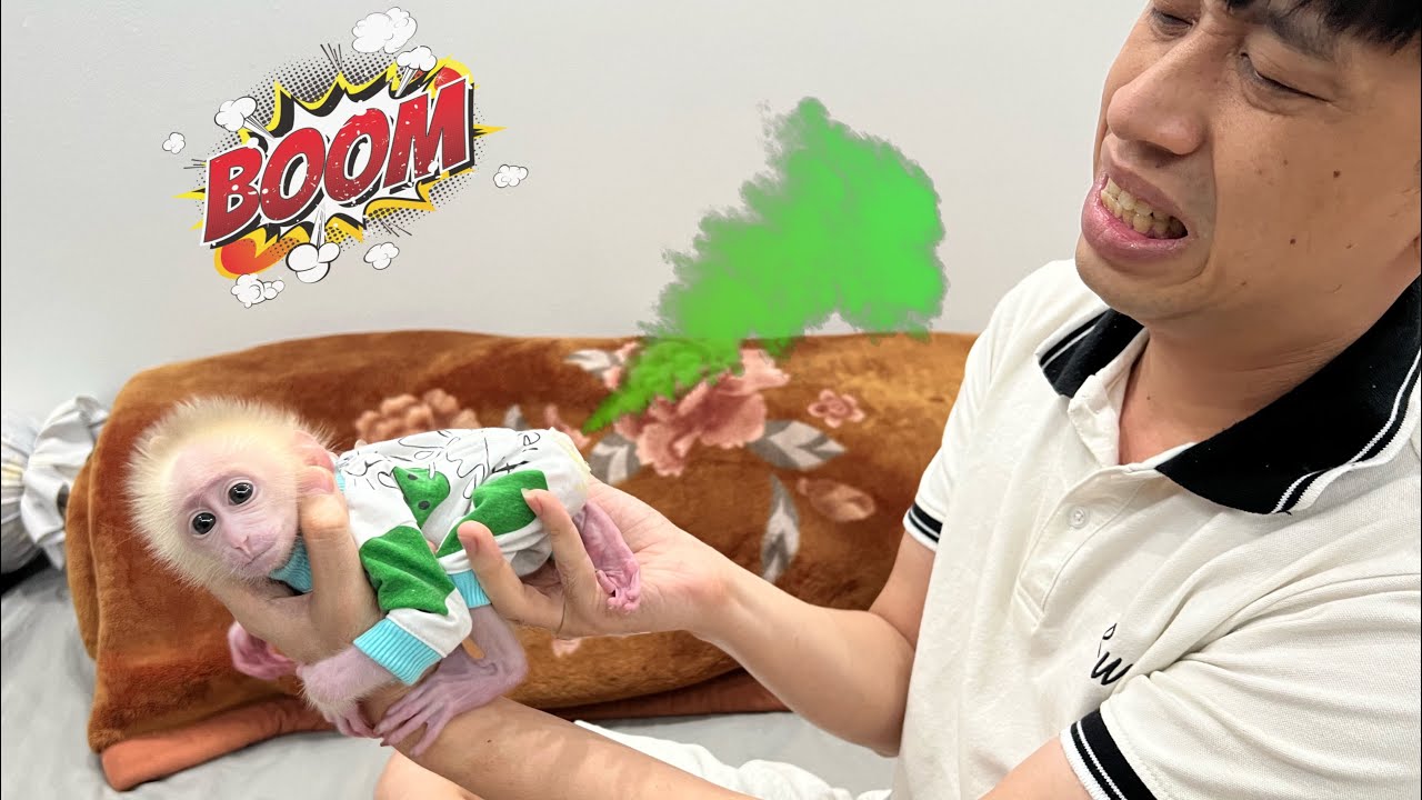 Baby Monkey Mew Mew is hugging Dad to sleep, an unexpected incident ...