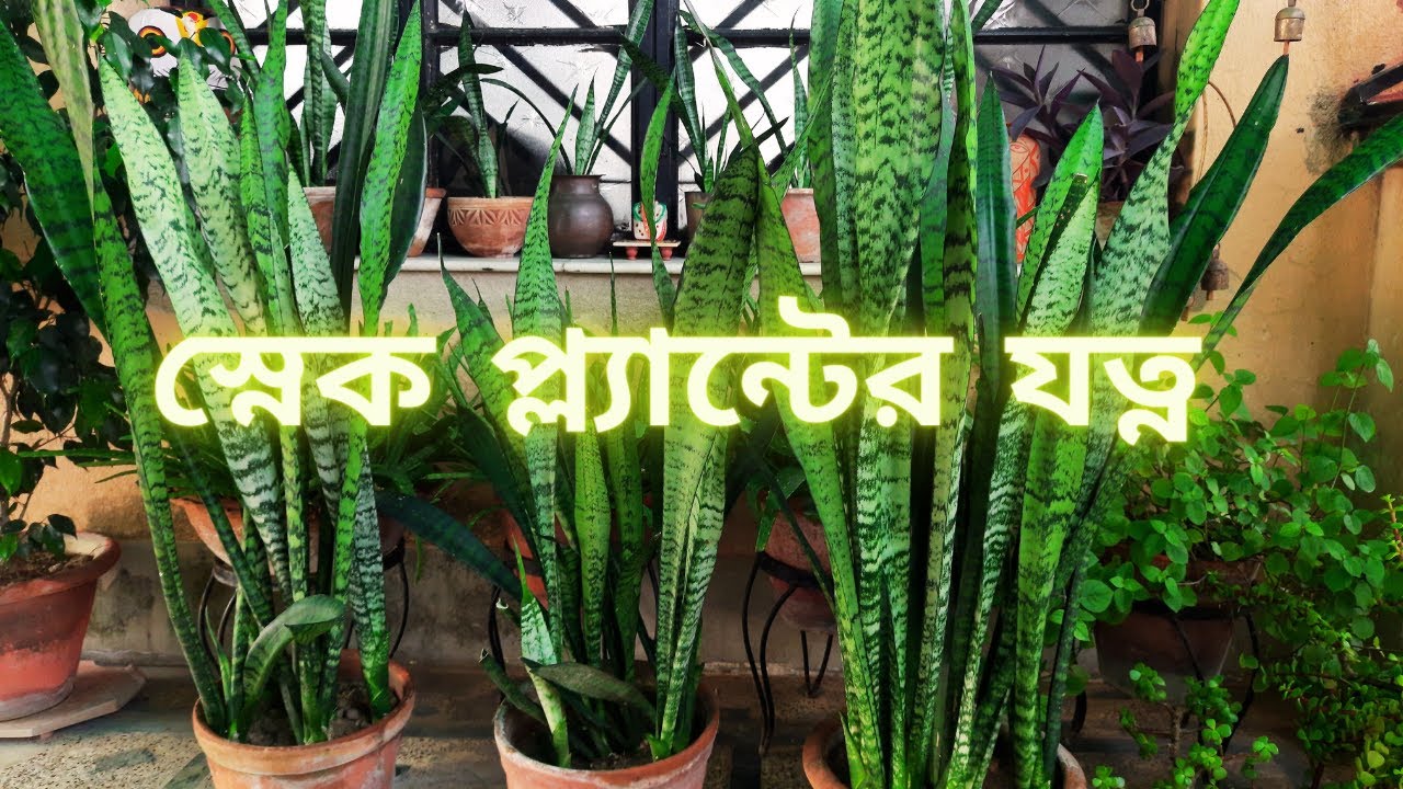 How to care Snake Plant |স্নেক প্ল্যান্টের যত্ন |Best Indoor Plant| How ...