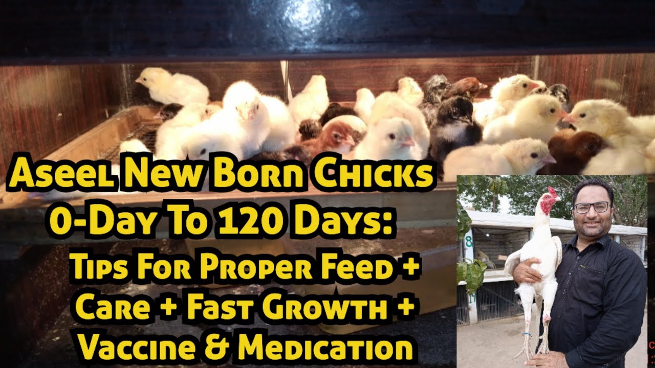 My Best Tips For Zero Size New Chicks Feed, Care, Fast Growth & Vaccine ...