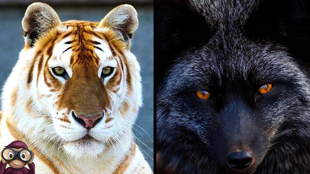 10 Rarest Animals On Planet Earth - YouTube