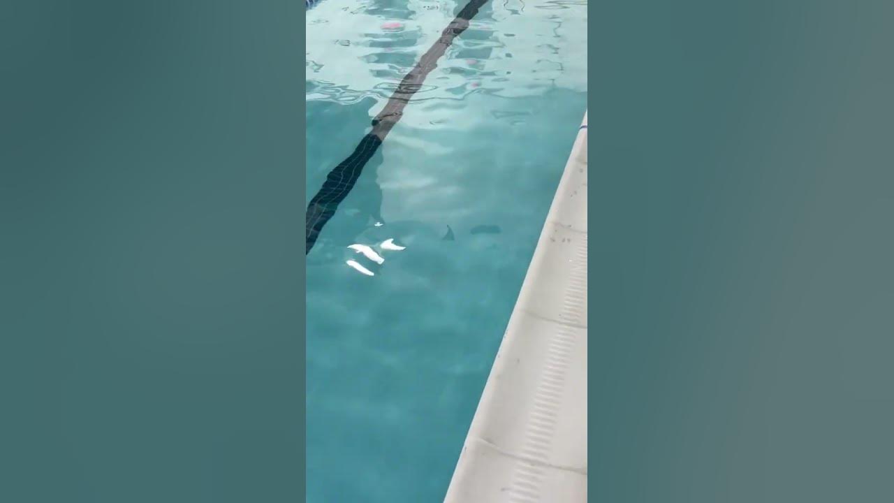 Swimming Pool Near Me With FeesSwimming Classes Near MeSwimming Classes swimming-pool-near-me-with-feesswimming-classes-near-meswimming-classes