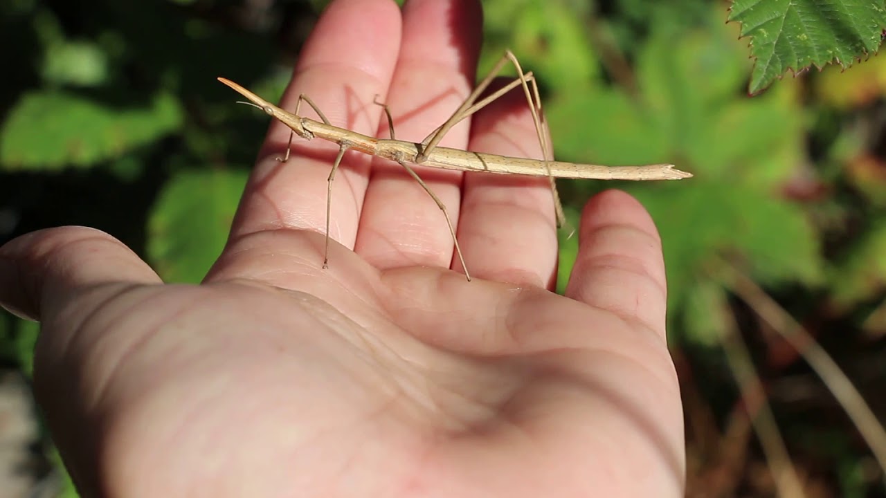 Palote - Insectos - Chile - YouTube
