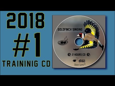 2 Hours Of 2018 Goldfinch Singing